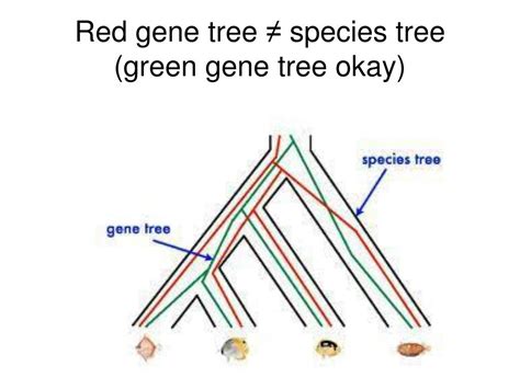 Ppt Estimating Species Trees From Multiple Gene Trees In The Presence