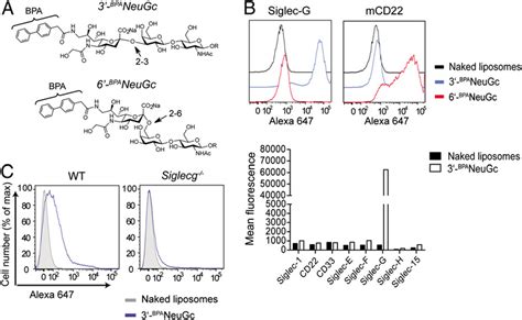 Development Of A High Affinity Glycan Ligand Specific For Siglec G A Download Scientific