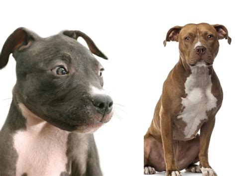Difference Between A Staffordshire Bull Terrier And Pit Bull Inkopious