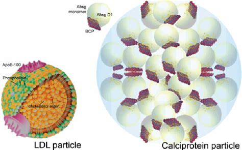 7 Hypothetical Models Of A Low Density Lipoprotein Particle Ldl And A
