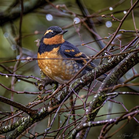 Varied Thrush