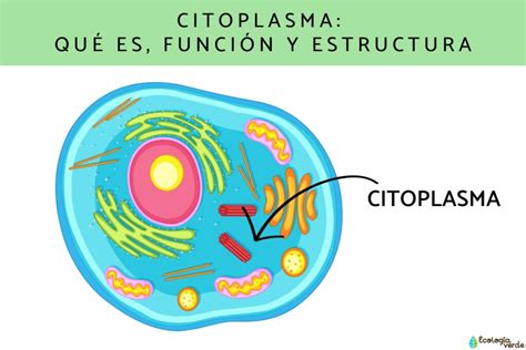 Cytoplasma What Is Function And Structure Evidence Network