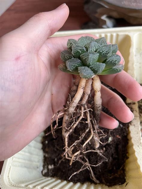 請益 玉露如何拆側芽 植物板 Dcard