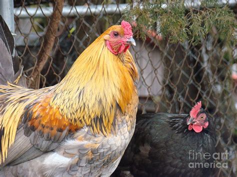 Hen Pecked Photograph By Art Dingo Fine Art America