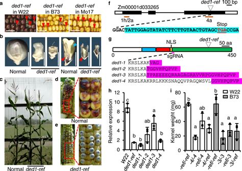 Ded1 Is A Transcription Factor Required For Kernel Development A Download Scientific Diagram