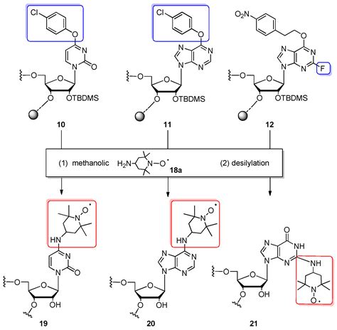Synthesis Of Nucleobase Modified Rna Oligonucleotides By Post Synthetic Approach