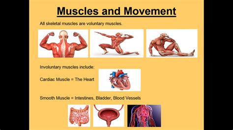Aqa Gcse Pe Anatomy And Physiology Bundle Chapter 1 Teaching Resources