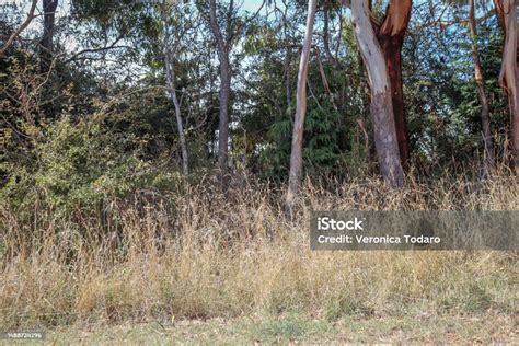 길가에 있는 호주 숲지대에 있는 유칼립투스 나무와 긴 풀 0명에 대한 스톡 사진 및 기타 이미지 0명 나무 도시를 벗어난 장면 Istock