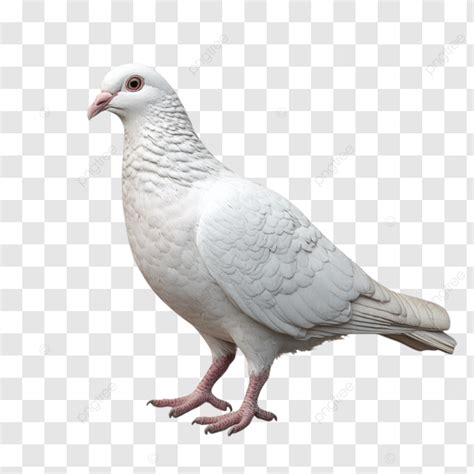 상세한 깃털을 가진 장엄한 흰색 비둘기 흰 비둘기 평화로운 새 우아한 비둘기 Png 일러스트 및 이미지 에 대한 무료 다운로드 Pngtree
