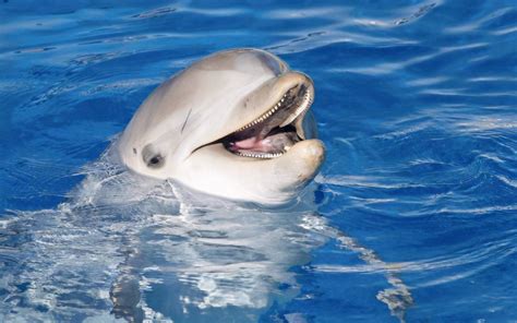 海豚是怎么交配的？人类大脑动物园