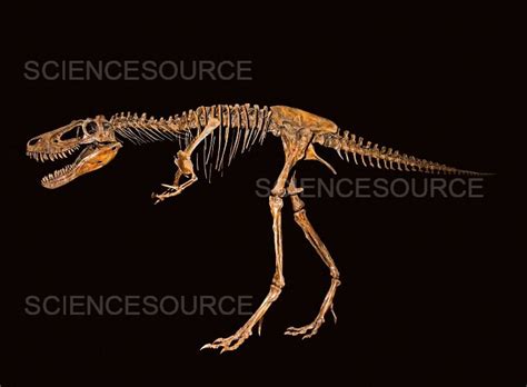 Juvenile Tyrannosaurus Rex Stock Image Science Source Images