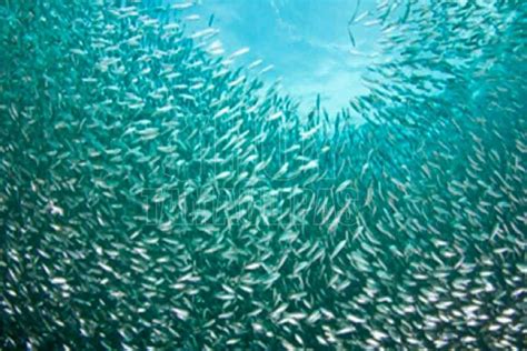 Hoy Tamaulipas Cop 13 Busca Que Actividades Economicas Sean Sustentables