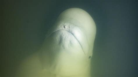 [world] Whale Menopause Sheds Light On Human Evolutionary Mystery R