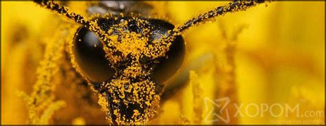 Гэрэл зургийн гайхамшигт төрөл буюу шавьжнуудын макро зурагнууд [29 зураг]