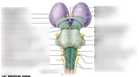 Ch 12 Diencephalon Pt 2 Diagram Quizlet