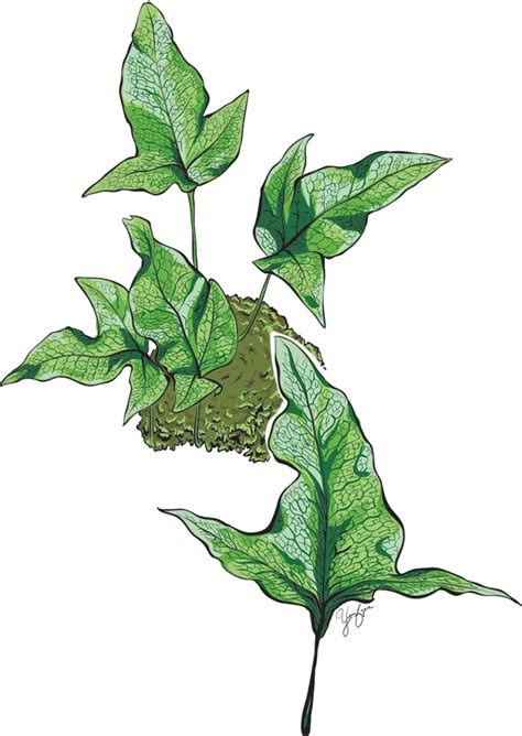 Kauai Endemics Art By Yvonne Byers