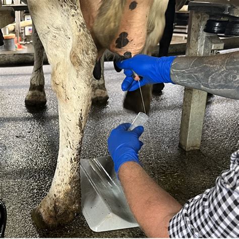 Mastitis Using Aseptic Sampling Means Trusting Test Results Mastitis Using Aseptic Sampling Means Trusting Test Results