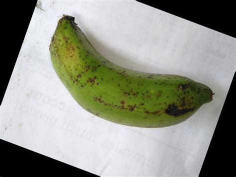 Banana Ripeness Object Detection Model V2 2024 12 25 1 37pm By Banana Ripeness