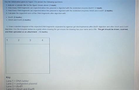 The Figure Below Represents The Plasmid Pbr322 And