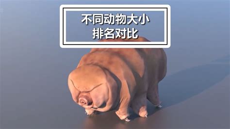 从最小到最大的动物大小排名对比 腾讯视频