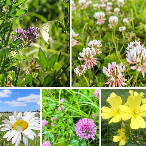 Wild Our Spring Moth Mix 🦋contains 80 Low Maintenance Grasses And A 20 Flora Blend 🌸🌿💜 The