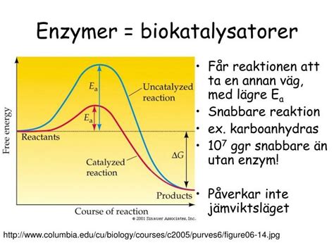 Ppt Proteiner Enzymer Powerpoint Presentation Id3612762