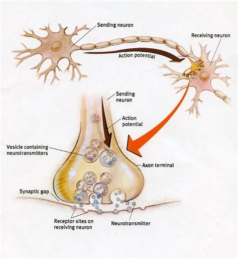 Neuroscience What Are The Functions And Differences Between Axons And