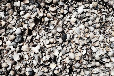 Shells From Gastropods Of Bivalve Molluscs Living In The Azov • Wall Stickers Summer Mollusc
