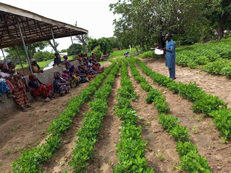 Nuru Nigeria Shares Farming Techniques Green Field Day Nuru