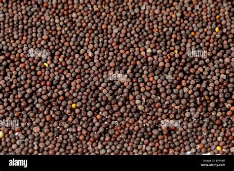Brown Mustard Seed Varieties At Harry Quintana Blog