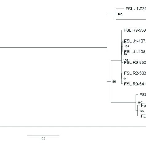 listeria maximum likelihood tree based on core snp analysis using