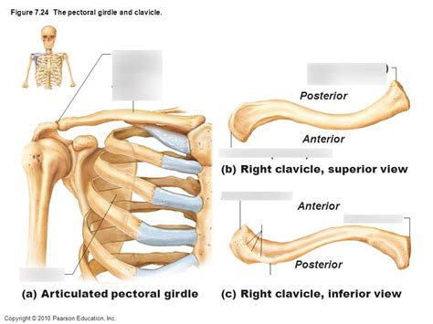 Clavicle Sternal End