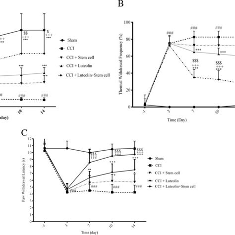 The Effects Of Bone Marrow Mesenchymal Stem Cells Bm Mscs Combined