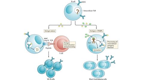 Plasma B Cells Stockvector Differentiation Of B Cell Into Antibody