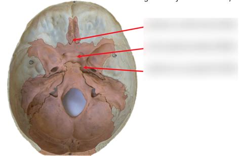 Synchondroses Growth Plates Diagram Quizlet