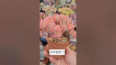 러우철화♡ 이천승아다육 이천다육 하늘채바위솔 Succulent 국민다육 Youtube