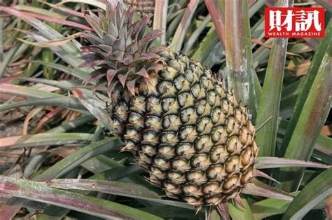 日企超愛關廟鳳梨 一顆500元照樣買 財經 中時電子報