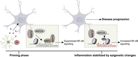 Astrocyte Crosstalk In Cns Inflammation Neuron