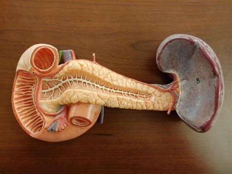 Pancreas Anterior View Diagram Quizlet