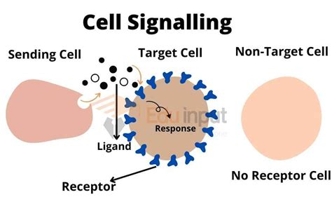 Cell Signaling Calendar 2025 Hannah Hall