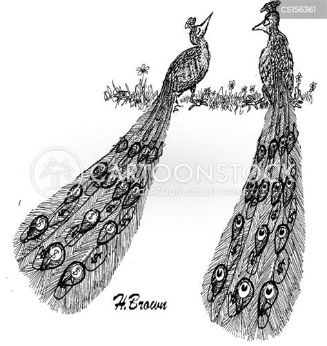 Peacock Feather Cartoons And Comics Funny Pictures From Cartoonstock