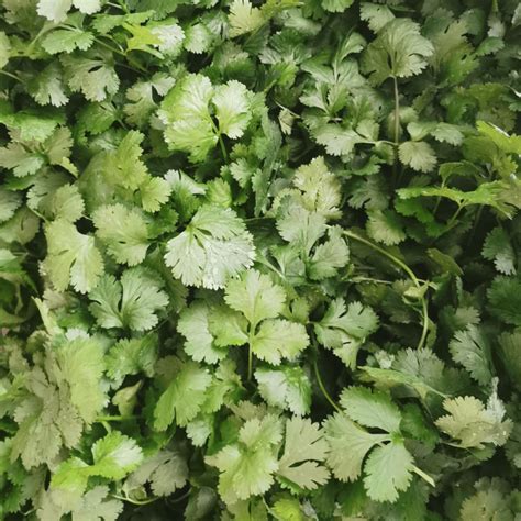 Coriandre La Botte Bouchet Frères