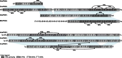 Examples Of Module Duplication In Type I Pkss From Algae Module