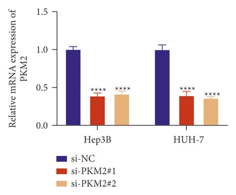 Pkm2 Knockdown Weakens Cell Proliferation And Metabolic Reprogramming