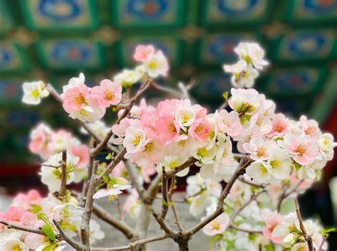 探秘京城春色：清明赏花绝佳地点推荐 知乎