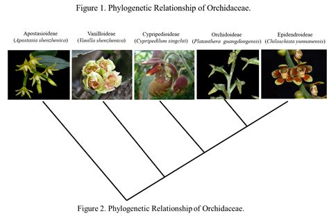 Phylogenetic Relationship Of Orchidaceae