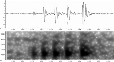 Oscillogram And Corresponding Spectrogram Of The Advertisement Call Download Scientific Diagram