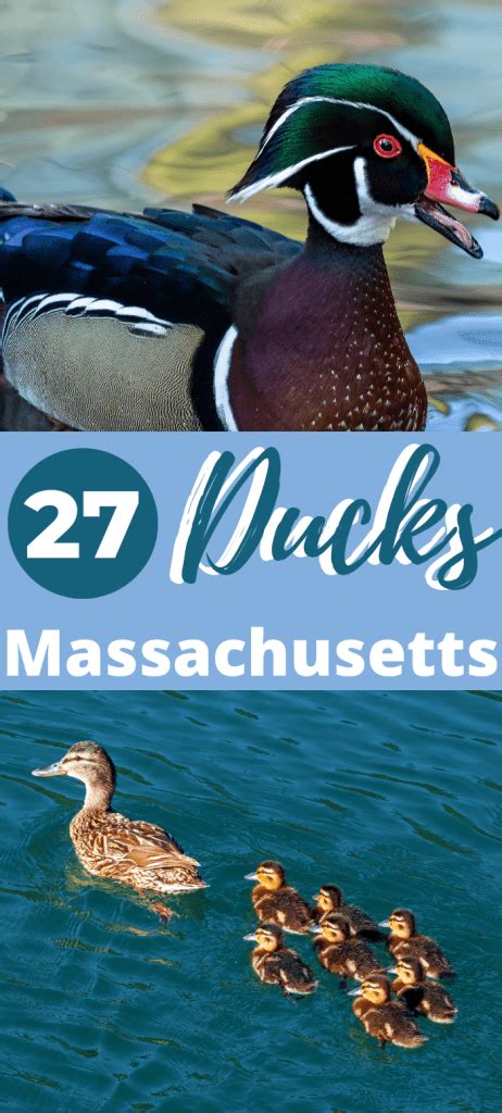 27 Ducks In Massachusetts Birdwatching Central