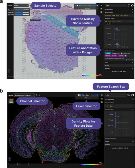 Performant Web Based Interactive Visualization Tool For Spatially Resolved Transcriptomics