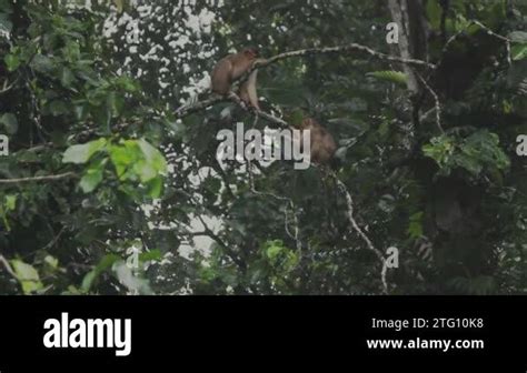 Borneo Rainforest Animals Stock Videos And Footage Hd And 4k Video